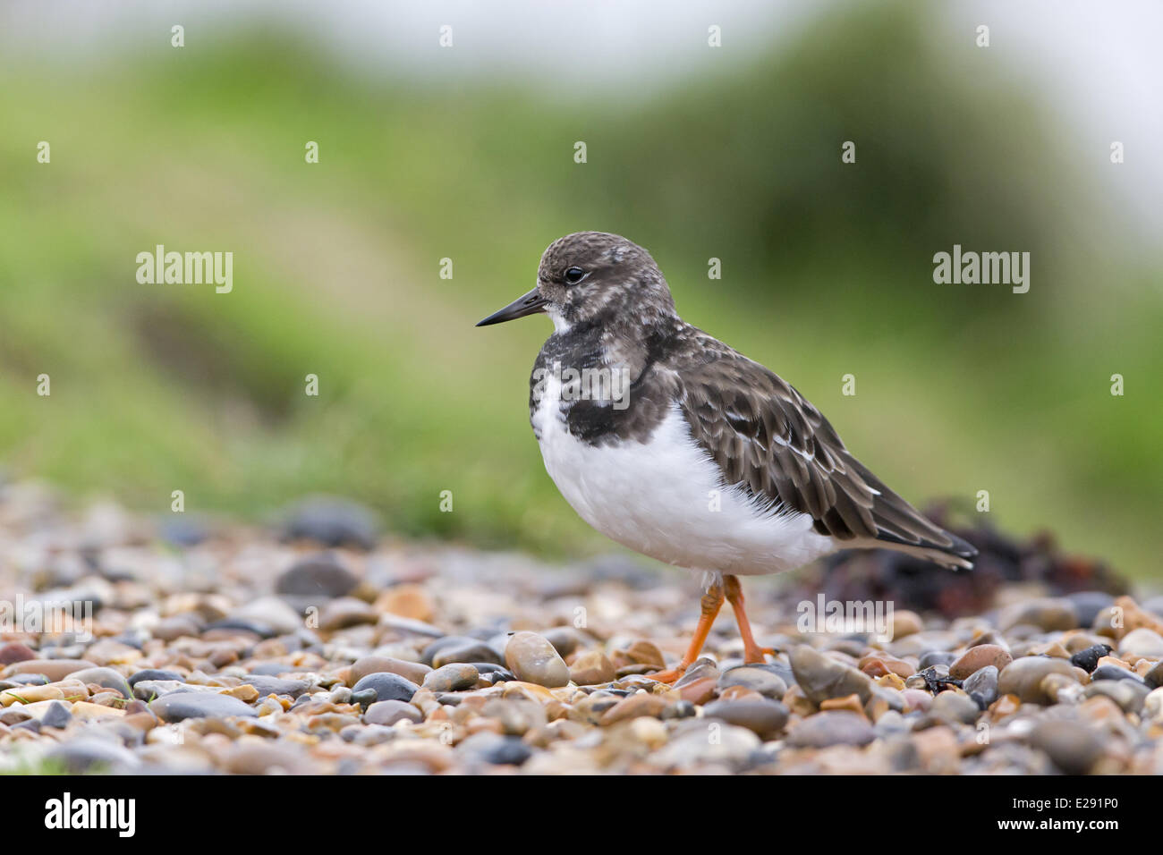 Ruddy Turnstone (Arenaria interpres) adult, non-breeding plumage ...