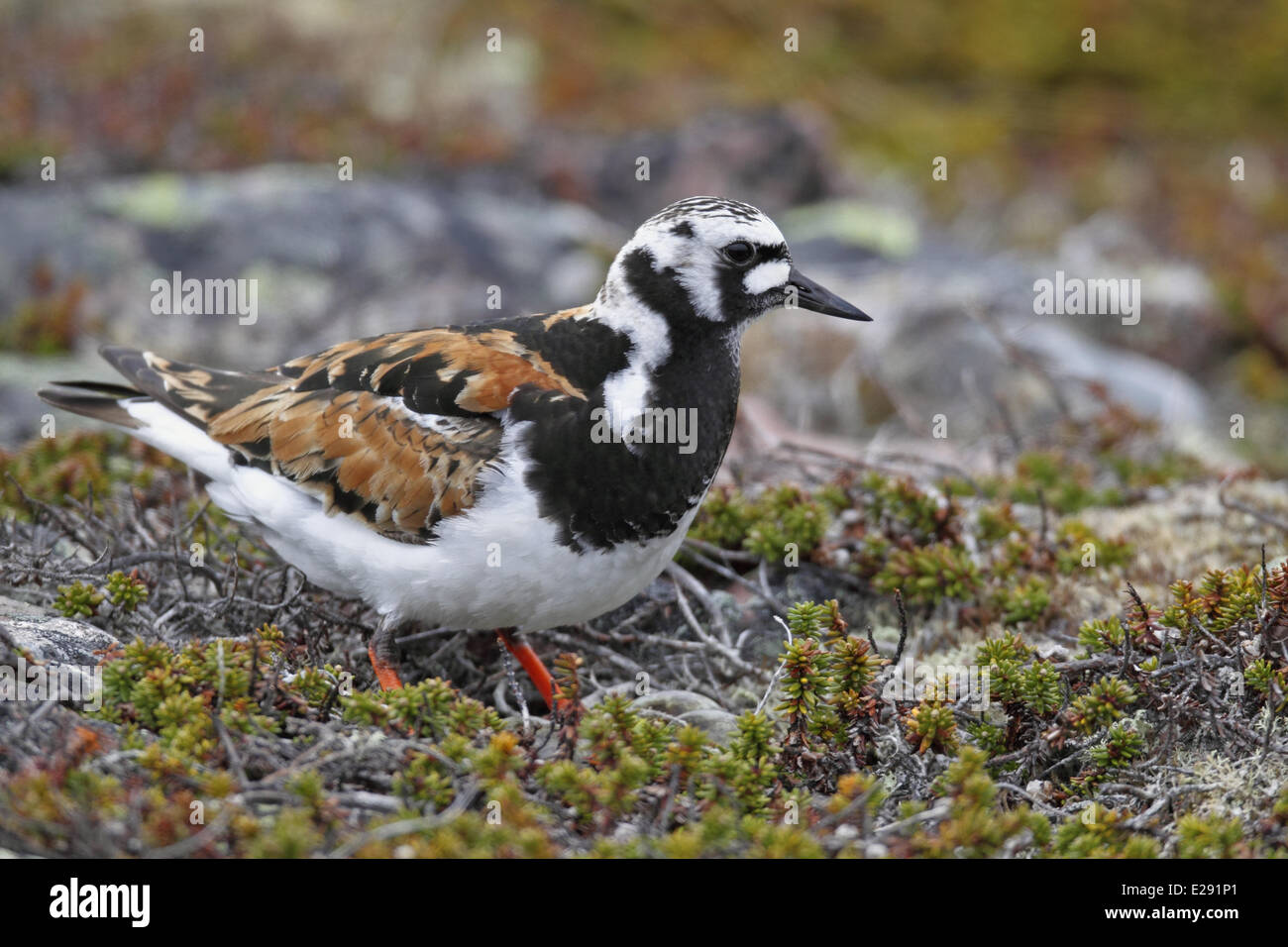 Ruddy turnstone egg hi-res stock photography and images - Alamy