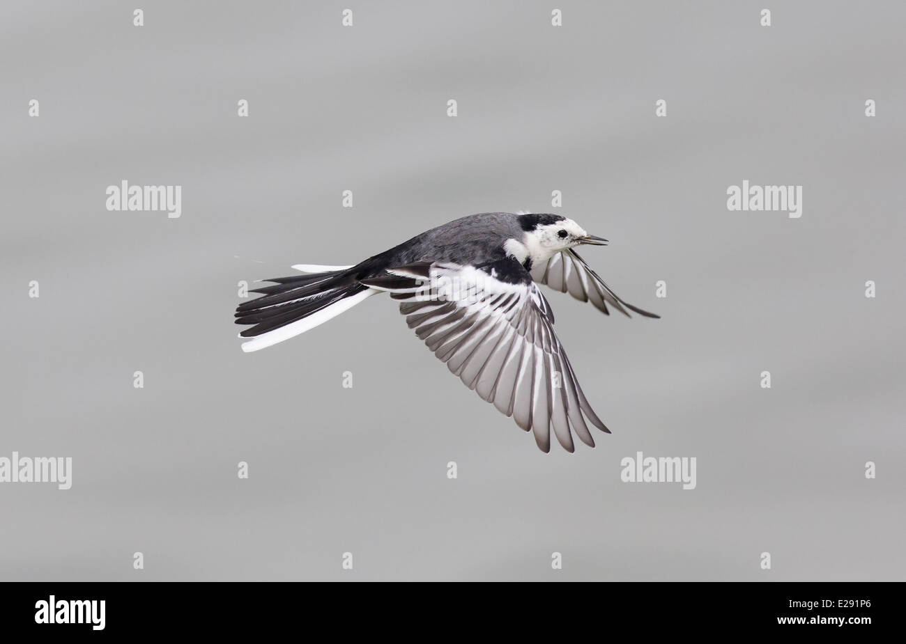 Amur wagtail motacilla alba leucopsis adult male hi-res stock ...