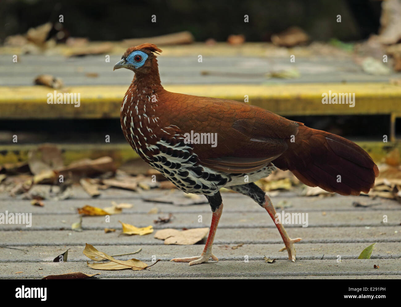 Crested fireback pheasant lophura ignita hi-res stock photography and ...