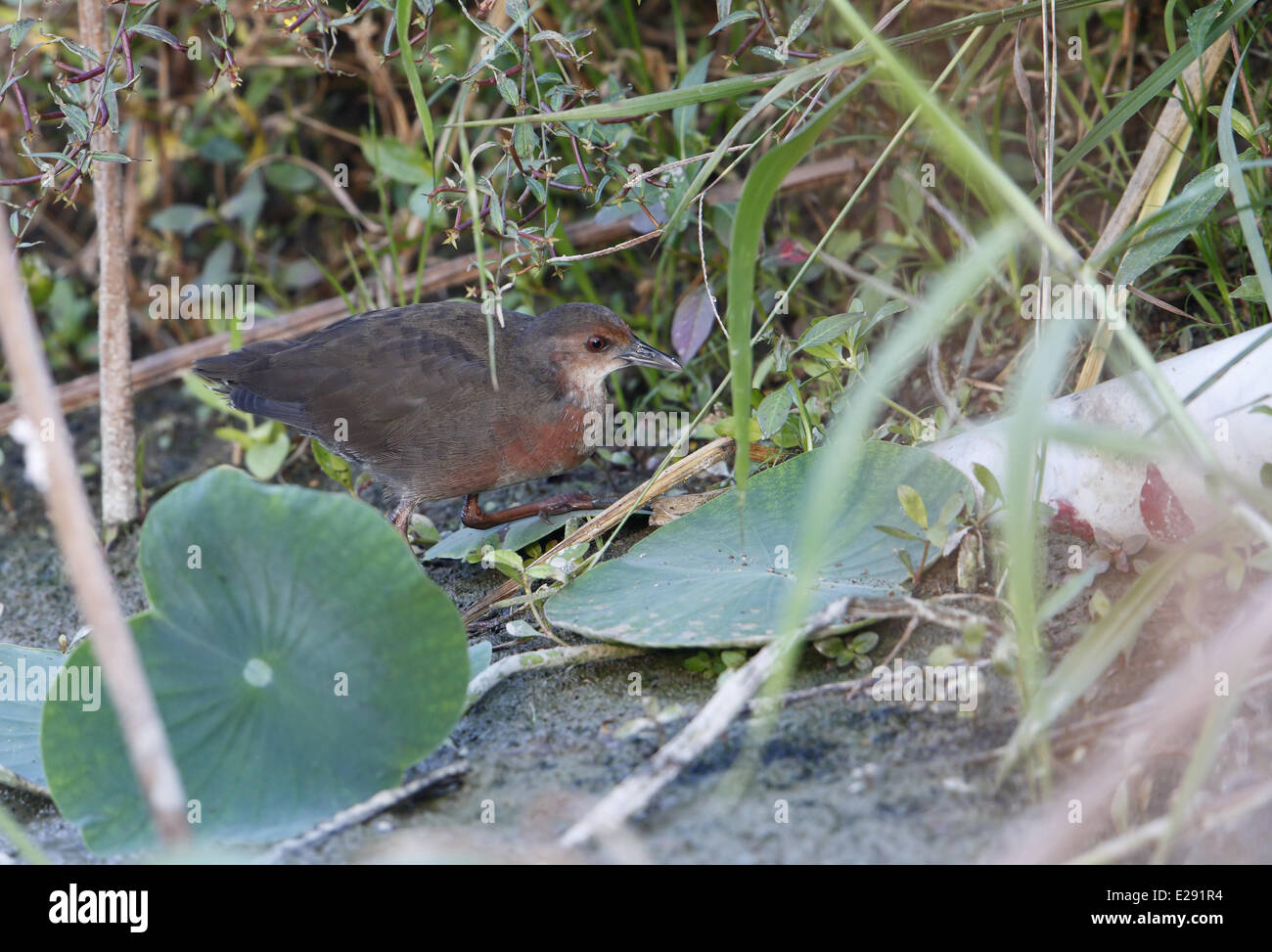 Ruddy-breasted Crake (Porzana fusca) immature, walking along pond edge ...
