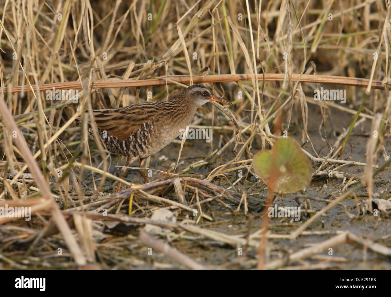 Rallus indicus hi-res stock photography and images - Alamy