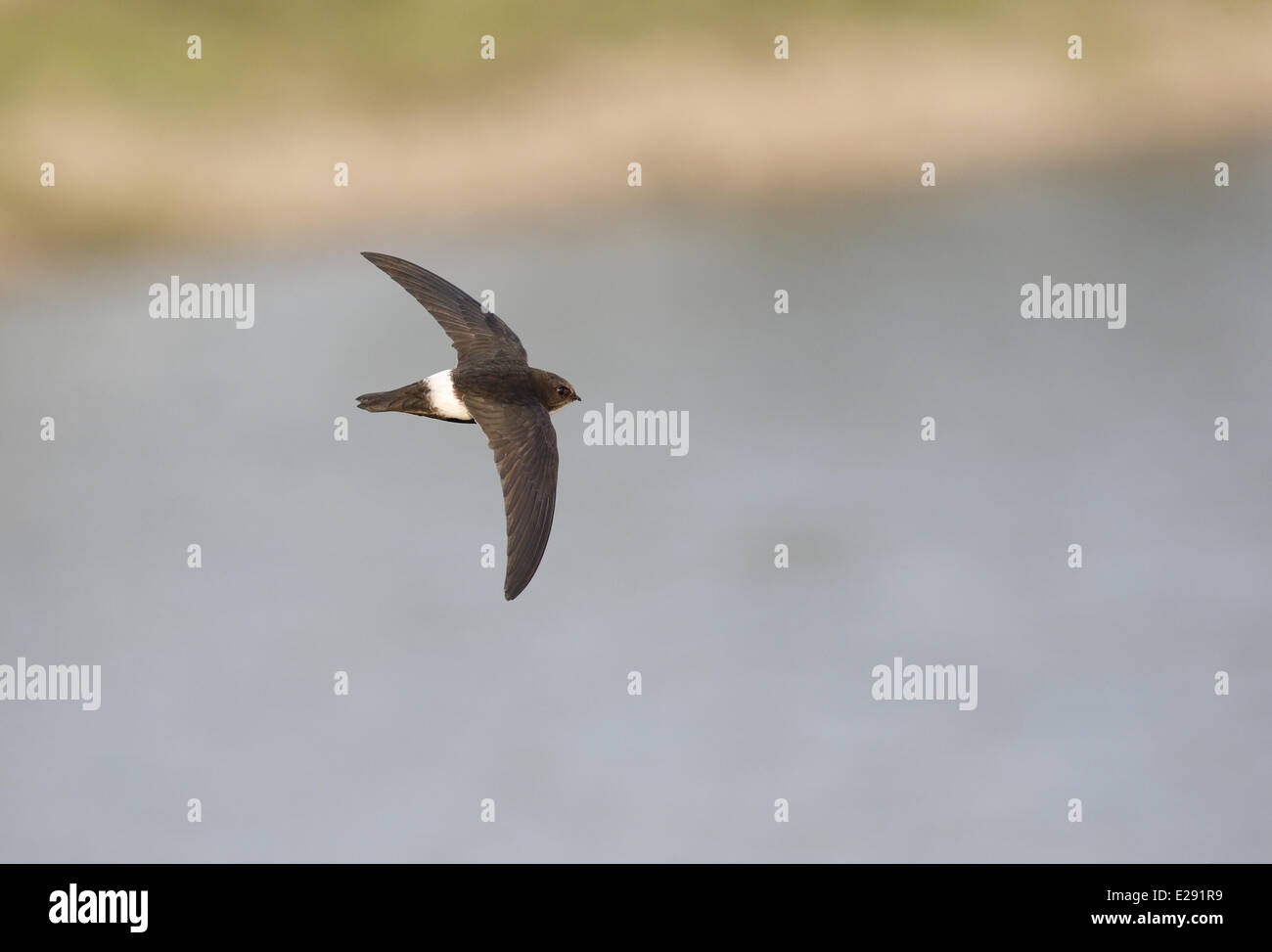 House Swift (Apus nipalensis) adult, in flight over water, Hong Kong ...