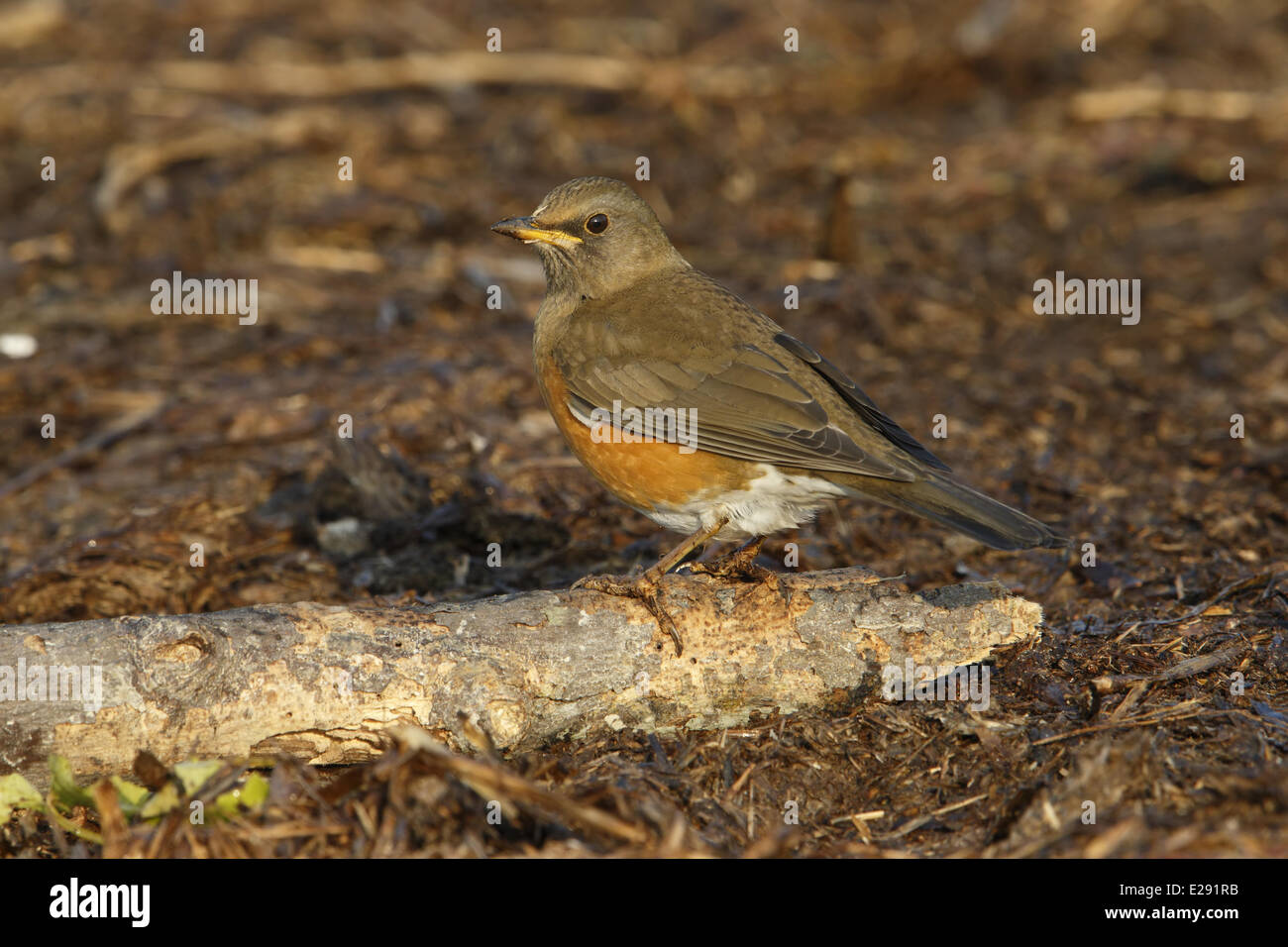 Brown headed thrush hi-res stock photography and images - Alamy
