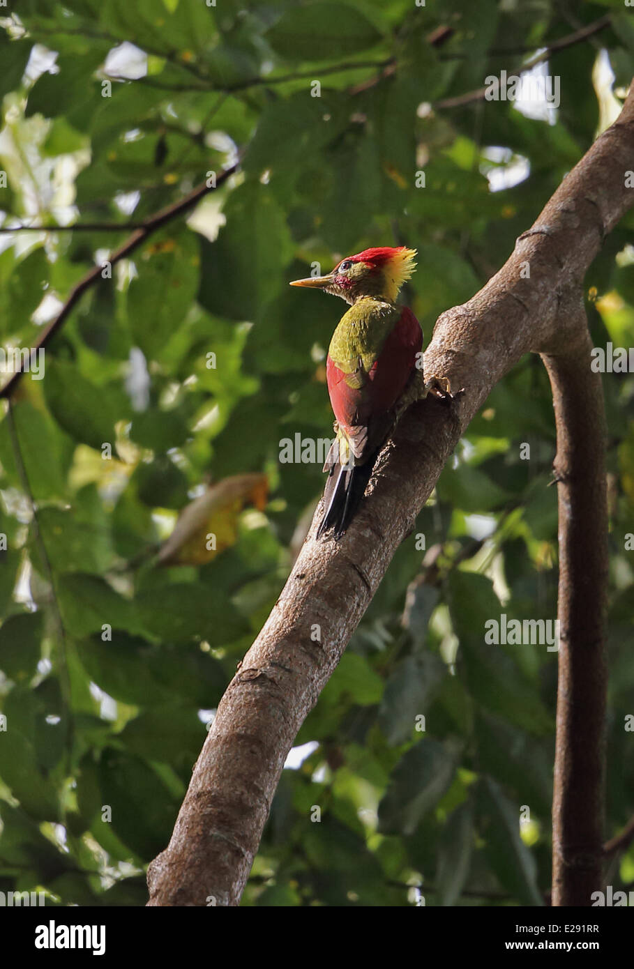 Crimson-winged Woodpecker (Picus puniceus observandus) adult male ...