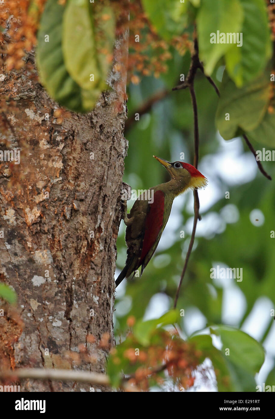 Crimson-winged Woodpecker (Picus puniceus observandus) adult female ...