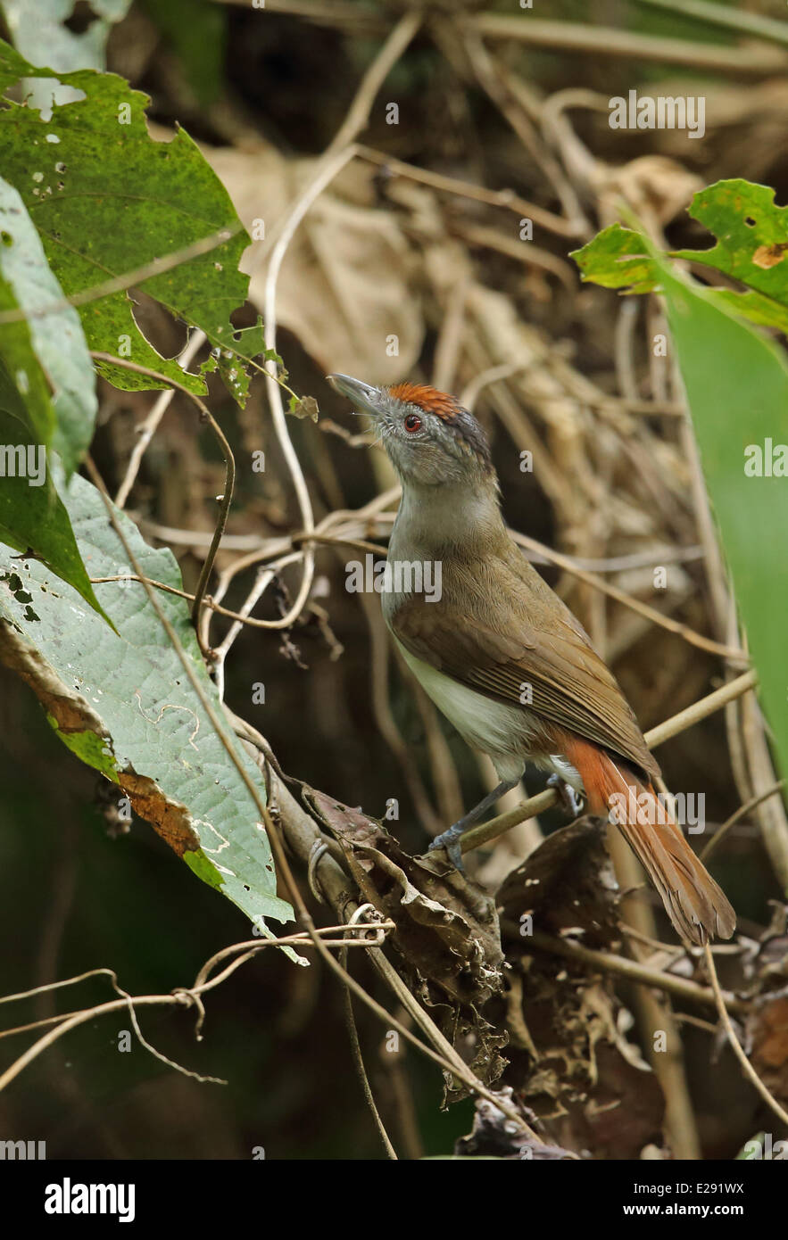 Rufous-crowned Babbler (Malacopteron magnum magnum) adult, perched on ...