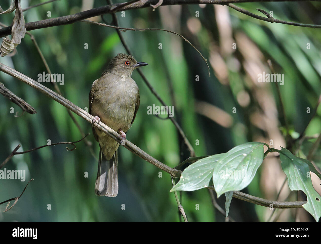 Hill bulbul hi-res stock photography and images - Alamy