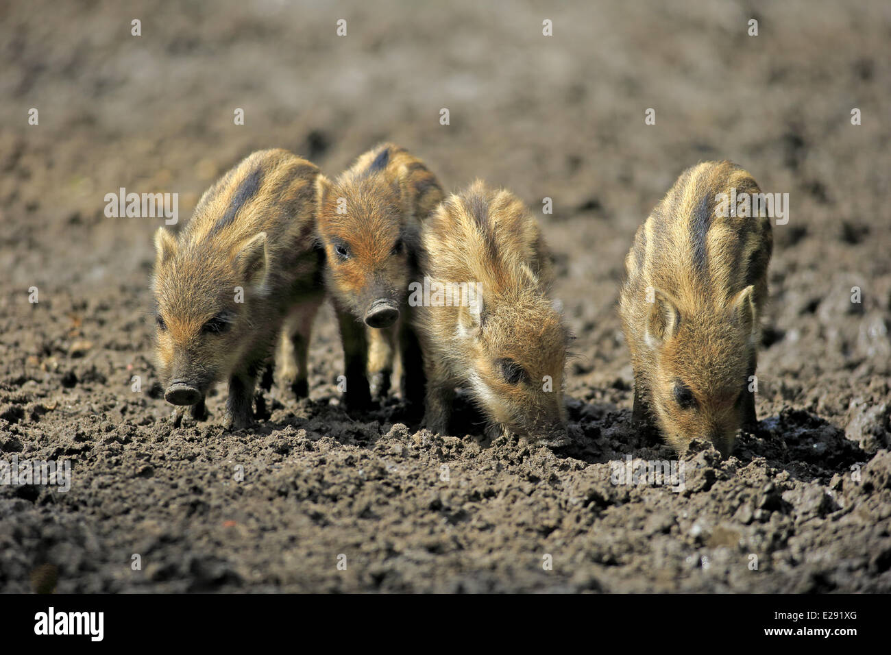 Eurasian Wild Boar (Sus scrofa) four piglets, rooting in mud, Mannheim ...