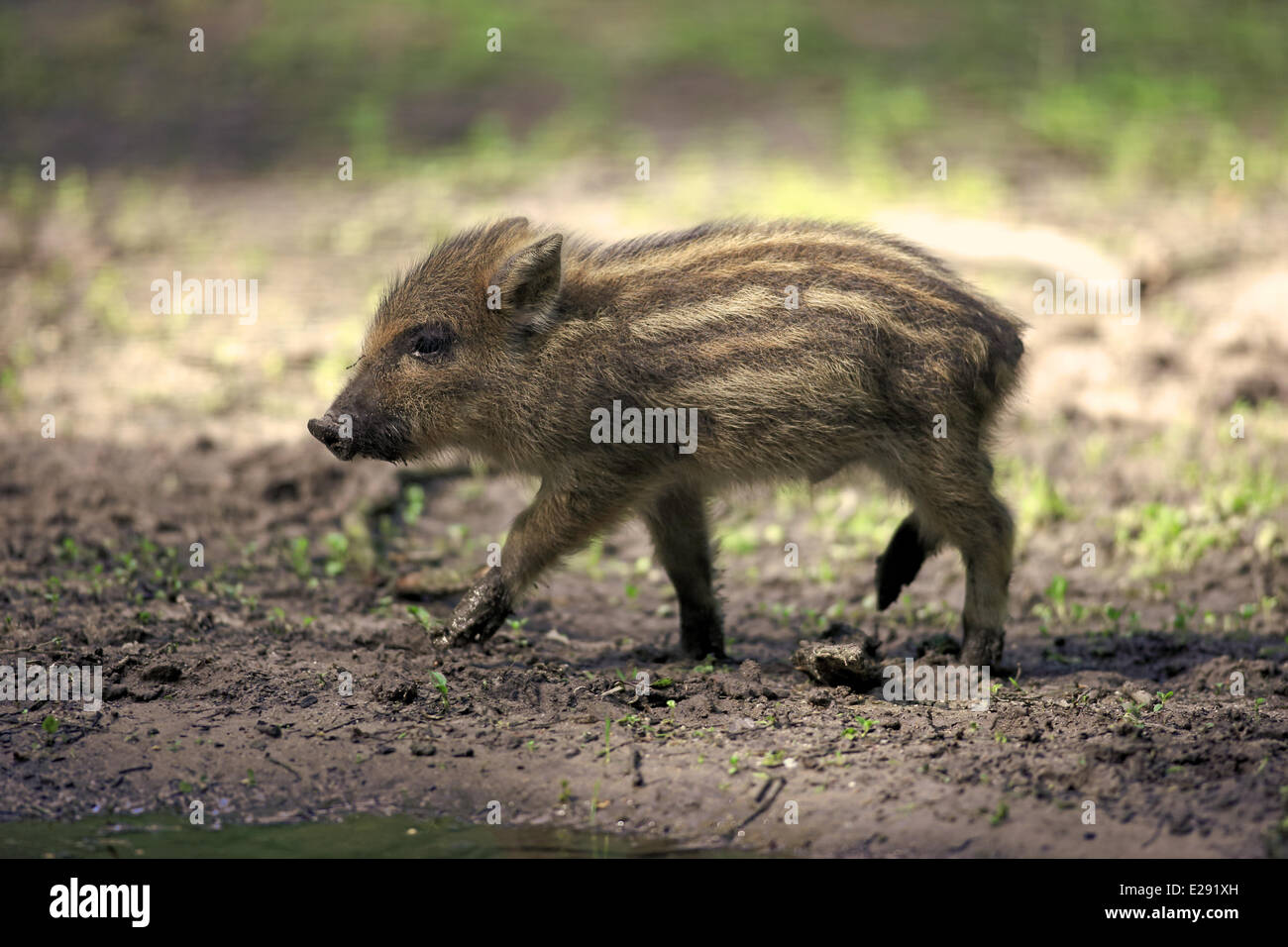 Eurasian Wild Boar (Sus scrofa) piglet, walking on mud, Mannheim, Baden ...