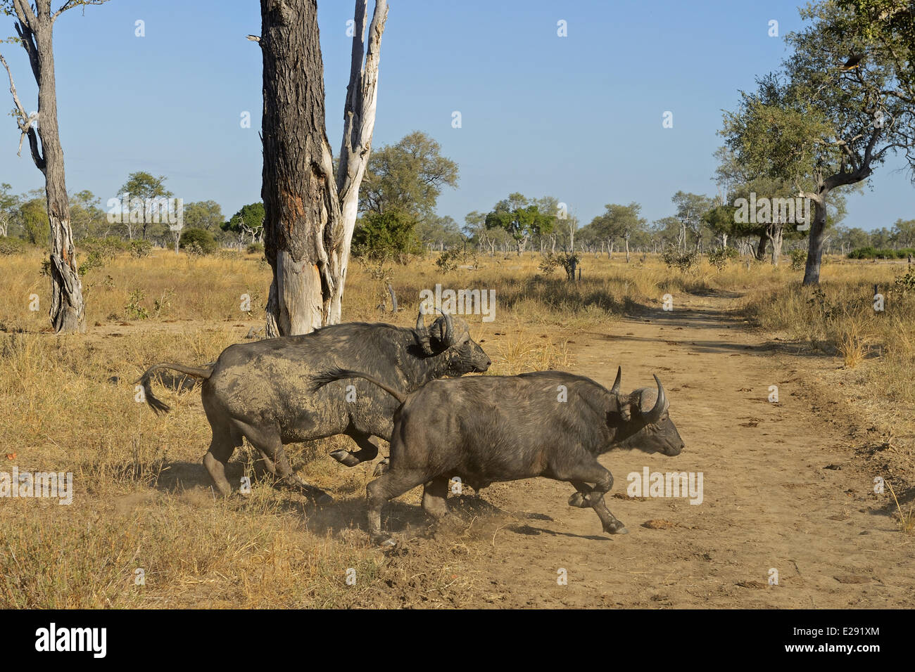 African Buffalo (Syncerus caffer) two adult males, running across track ...