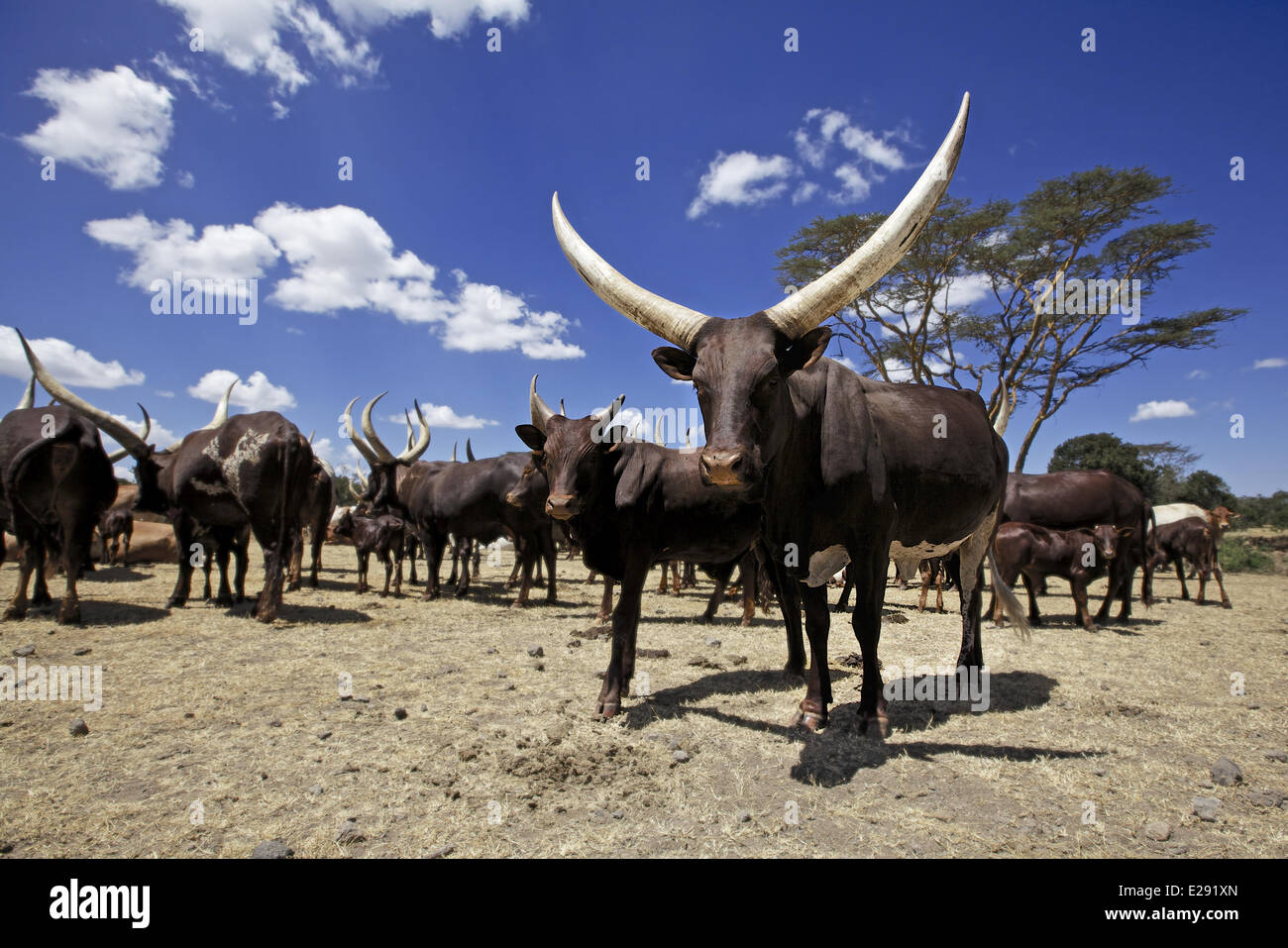 Domestic Cattle, Ankole-Watusi cows and calves, herd on integrated ...