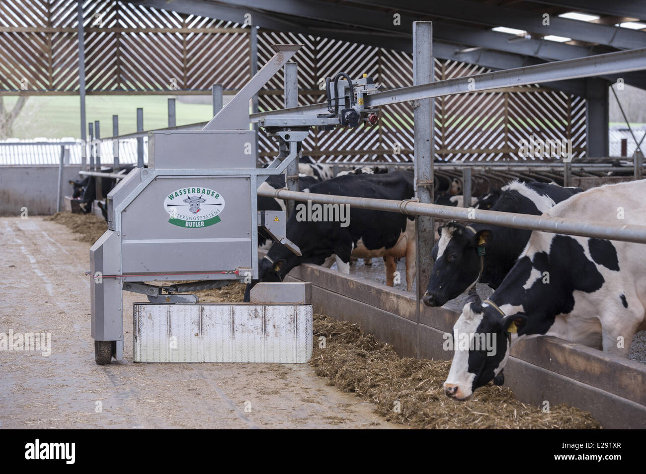 Wasserbauer Butler automatic feeder and scraper on dairy farm ...