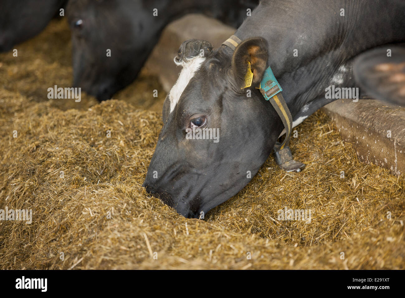 Domestic Cattle, Holstein, cow, close-up of head, wearing ...
