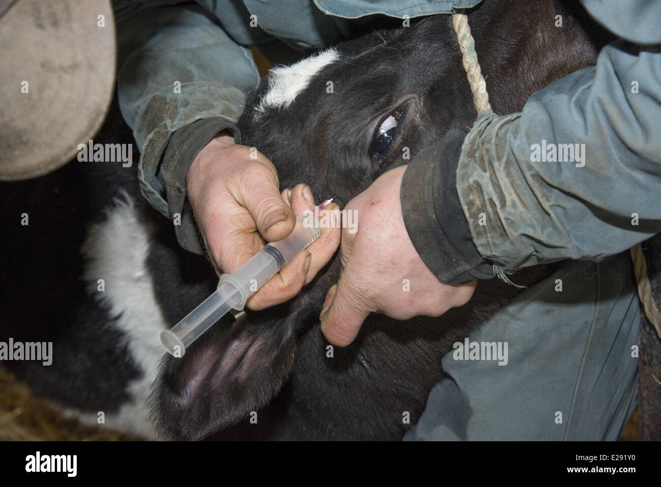 Dehorning cows hi-res stock photography and images - Alamy