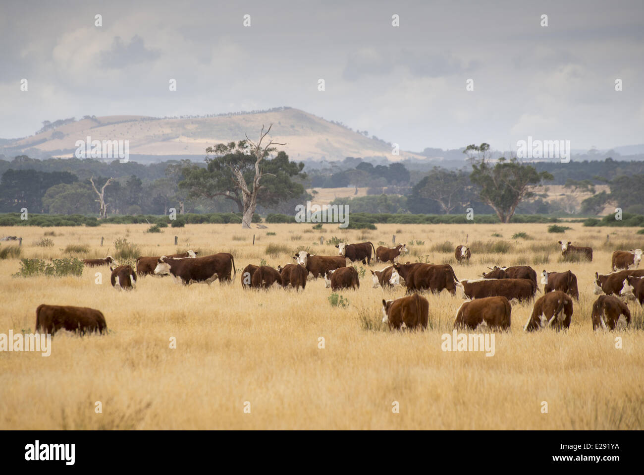 Domestic Cattle, Hereford beef herd, grazing in dry grass, Buninyong ...