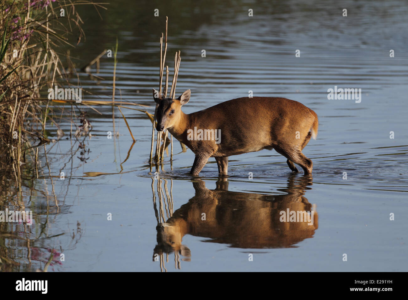 Chinese Muntjac (Muntiacus reevesi) introduced species, adult female ...