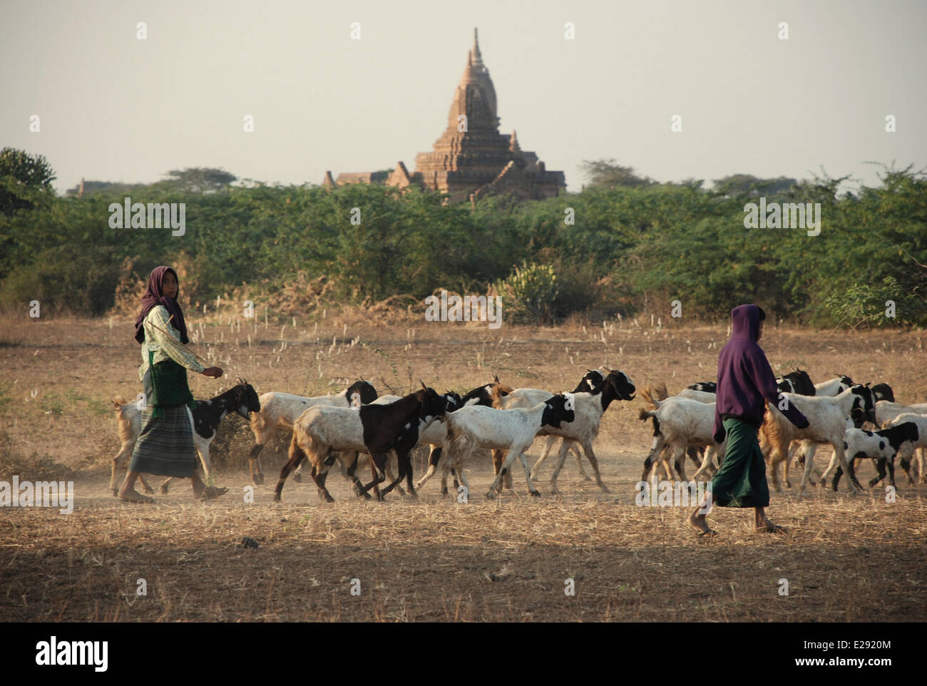 Herd goats bagan myanmar asia hi-res stock photography and images - Alamy