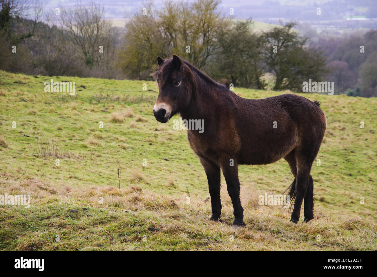 Horse, Exmoor Pony, adult, standing in pasture, Exmoor Pony Trust ...