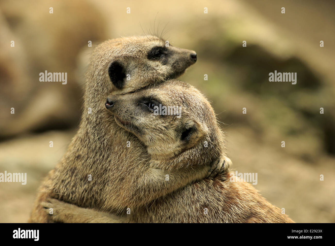 Meerkats hugging hi-res stock photography and images - Alamy