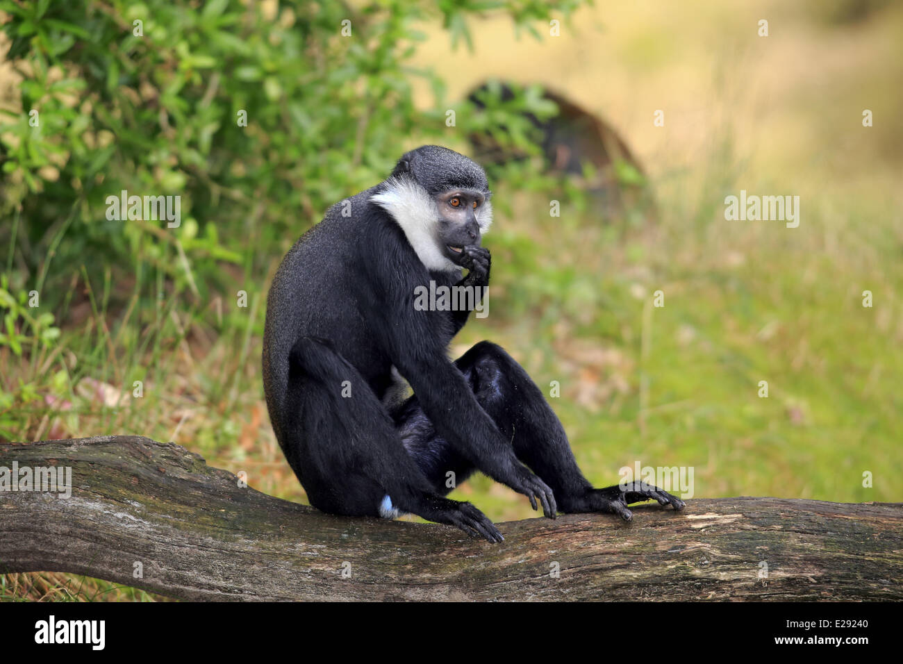 Lhoests monkey hi-res stock photography and images - Alamy