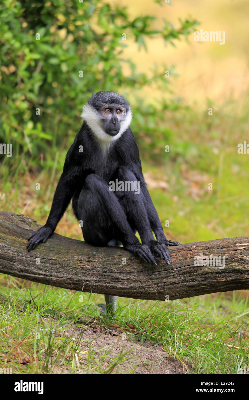 L'Hoest's Monkey (Cercopithecus lhoesti) adult, sitting on branch ...