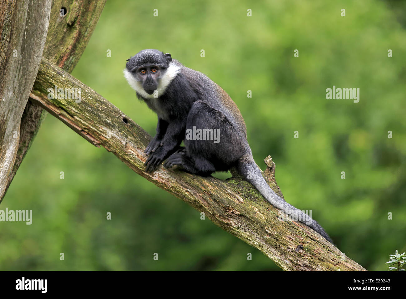 L'Hoest's Monkey (Cercopithecus lhoesti) young, sitting on branch ...