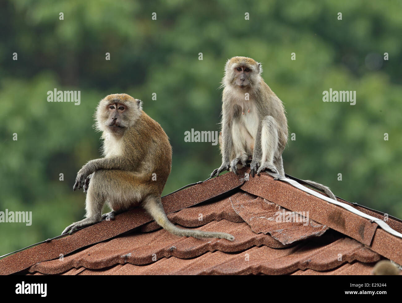 Crab-eating Macaque (Macaca fascicularis) adult male and female ...