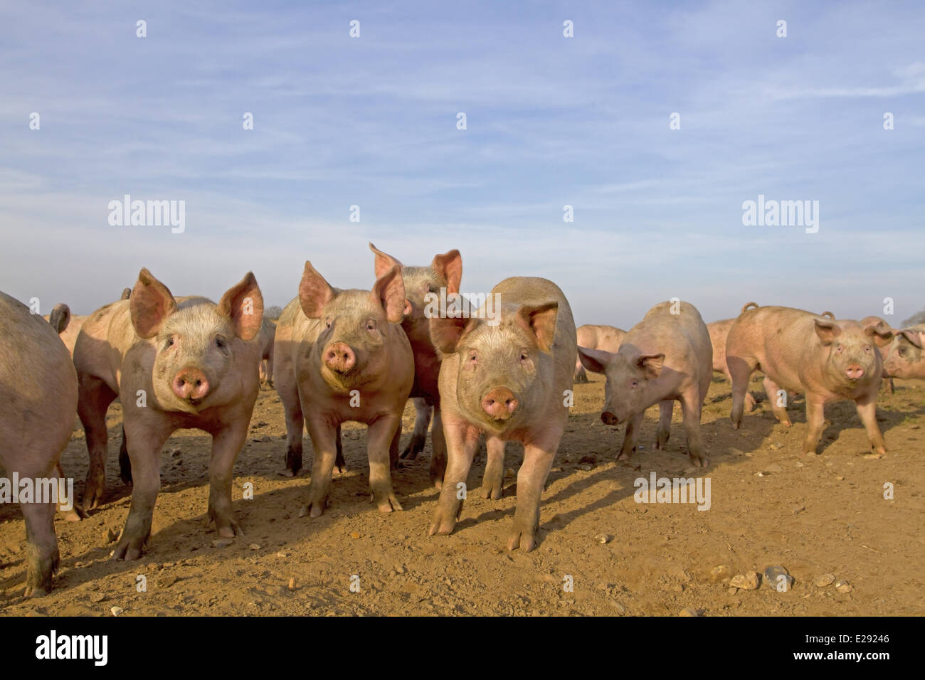 Domestic Pig, young, group in open field on commercial freerange unit ...