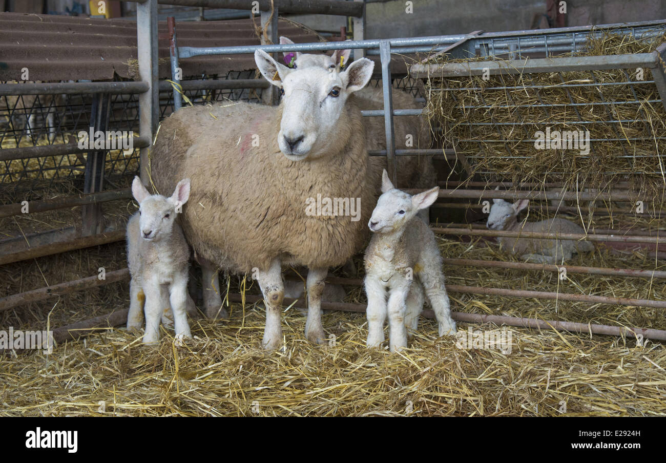 Cheviot Breed Sheep Lamb High Resolution Stock Photography and Images ...