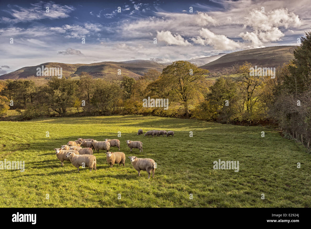 Libanus powys hi-res stock photography and images - Alamy