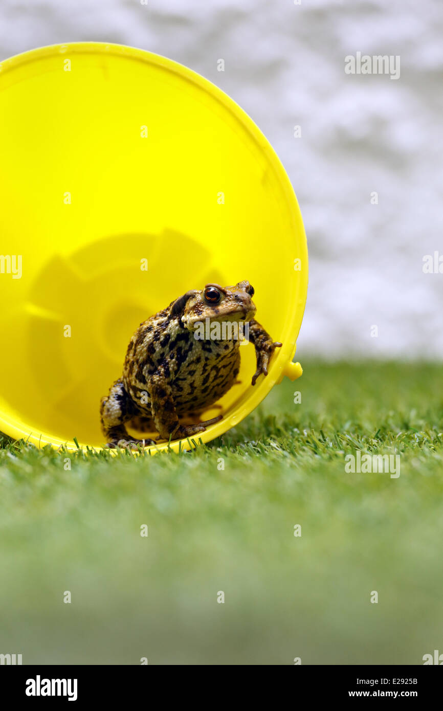 Common Toad (Bufo bufo) adult, sitting in child's yellow plastic bucket ...
