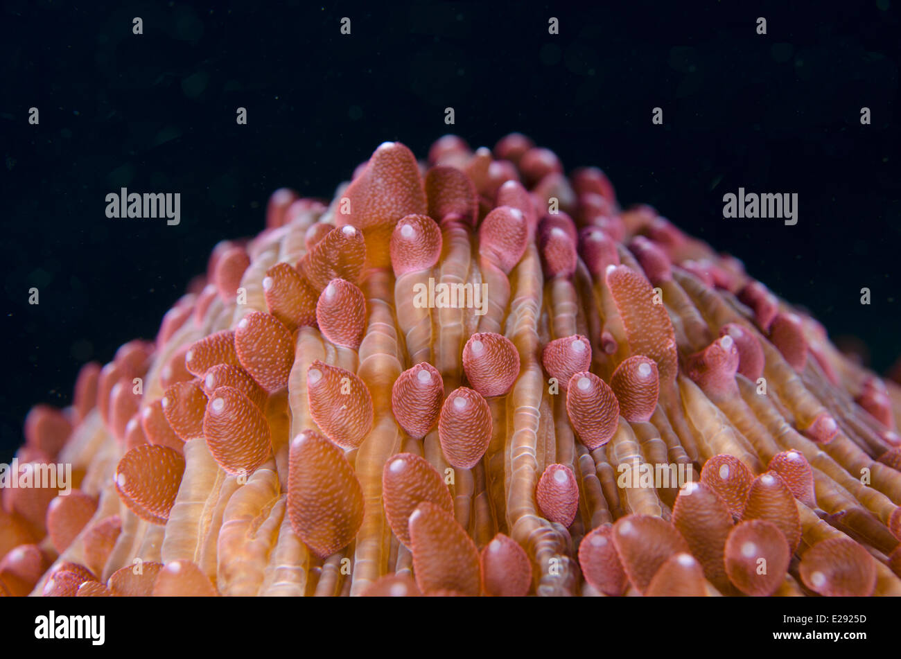 Red Disc Coral (Fungia sp.) polyps, Lembeh Straits, Sulawesi, Sunda ...