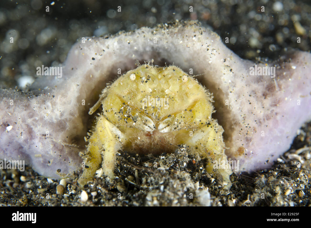 Grumpy Sponge Crab (Mclaydromia dubia) adult, with sponge for ...