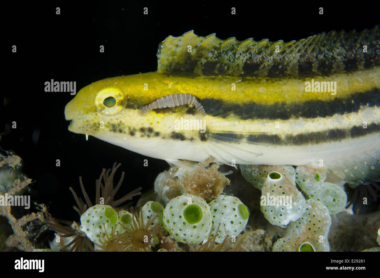 Shorthead Sabretooth Blenny (Petroscirtes breviceps) adult, with ...
