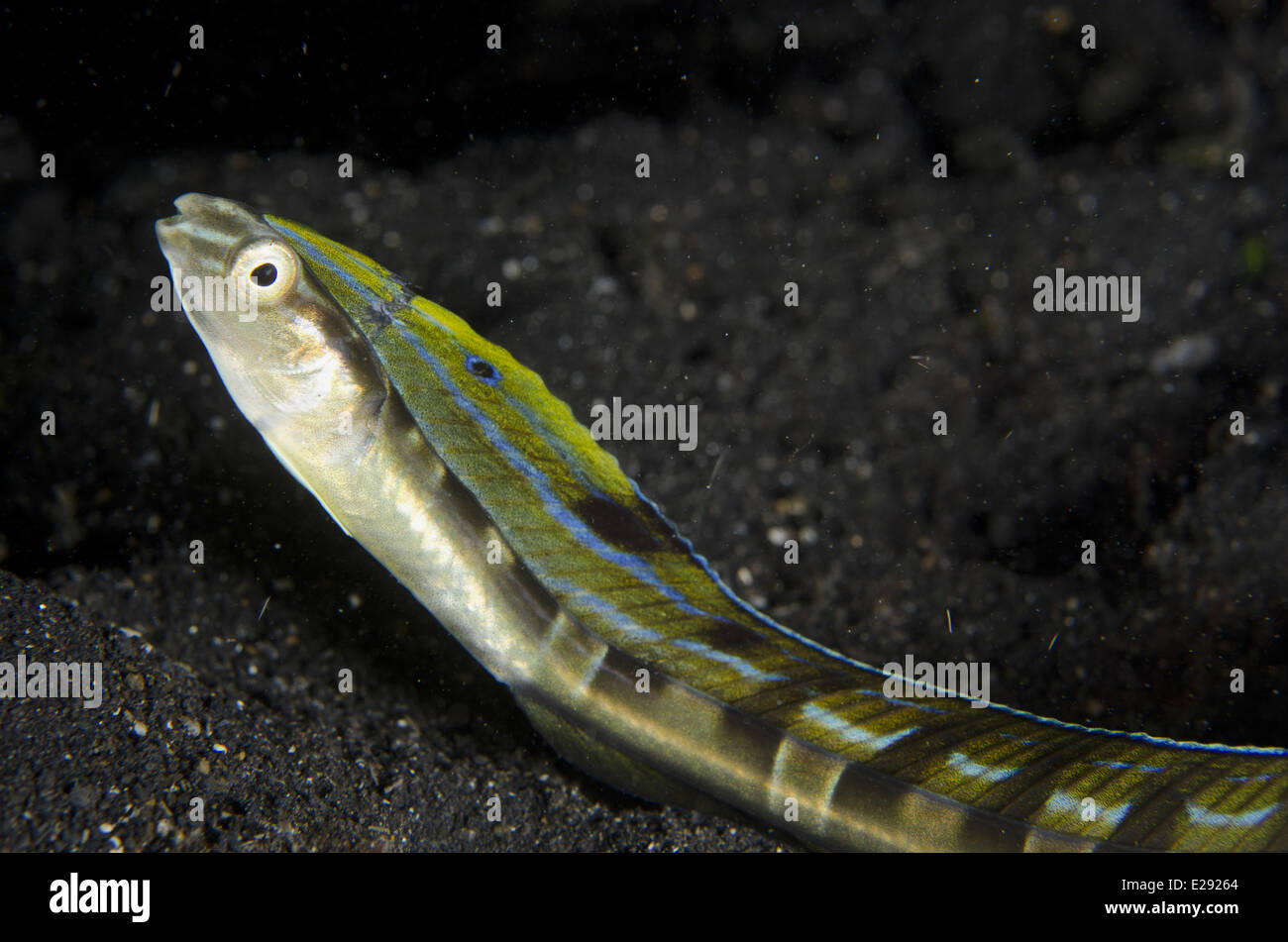 Xiphasia setifer hi-res stock photography and images - Alamy
