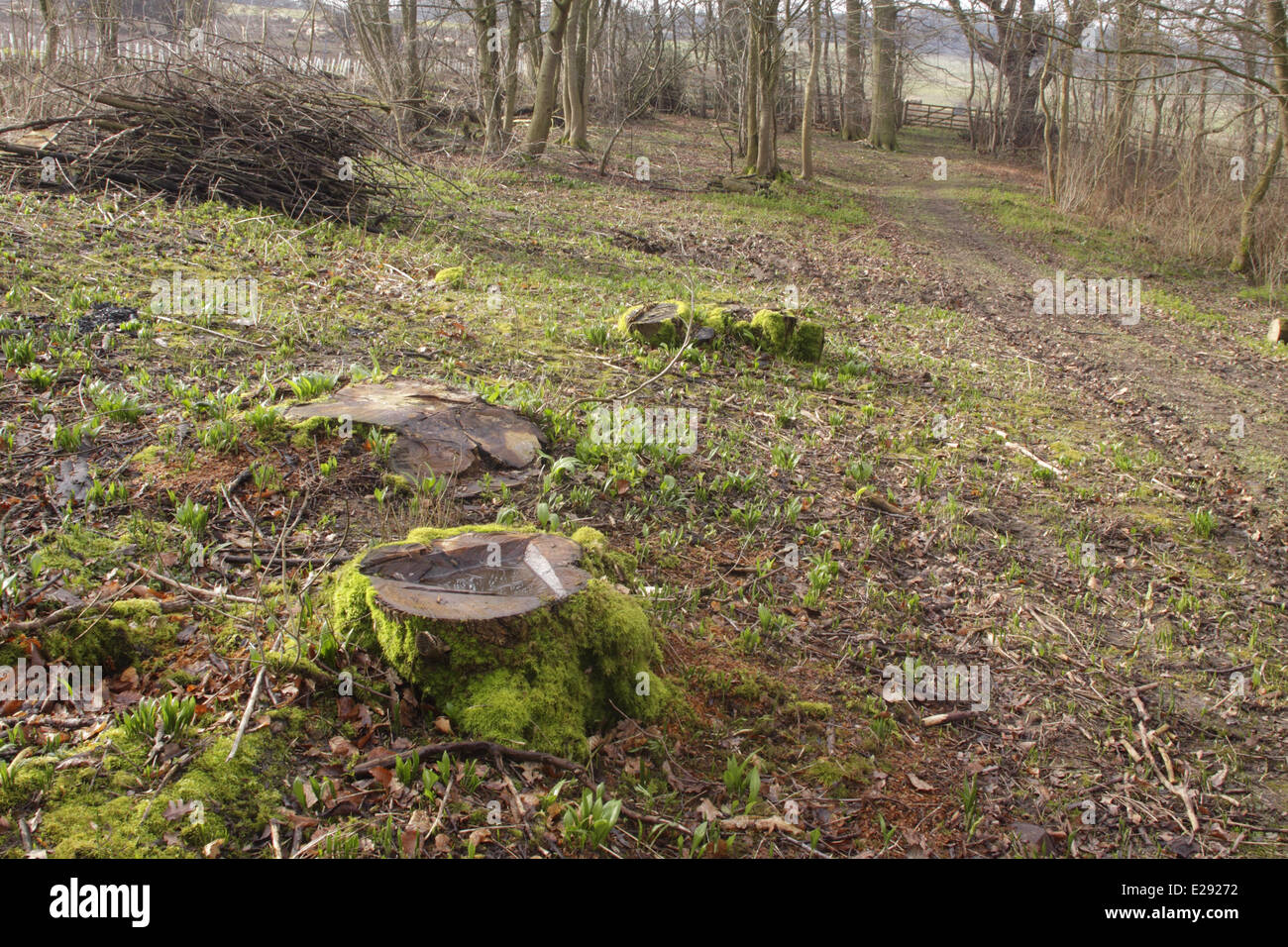 Coppiced stools and Ramsons (Allium ursinum) growing beside path in ...