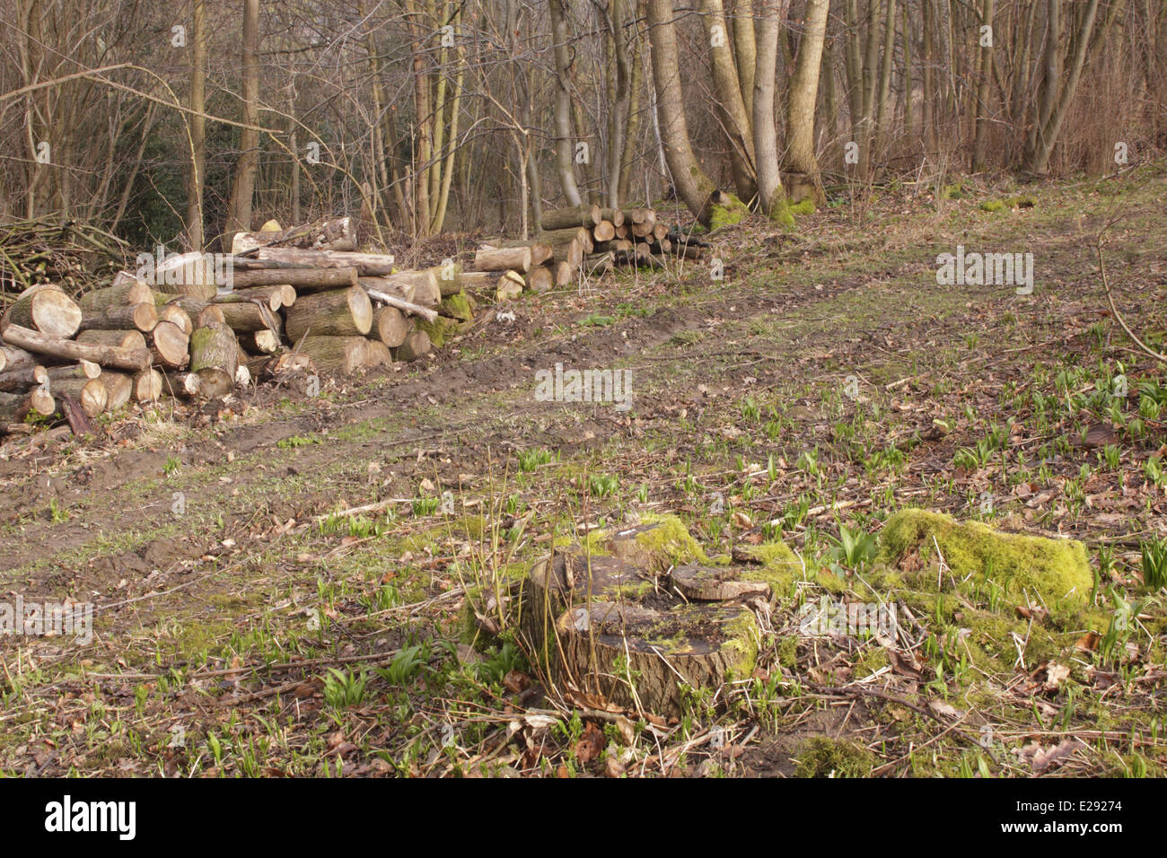 Coppiced stool and log pile, in coppice woodland, Ox Close Wood ...