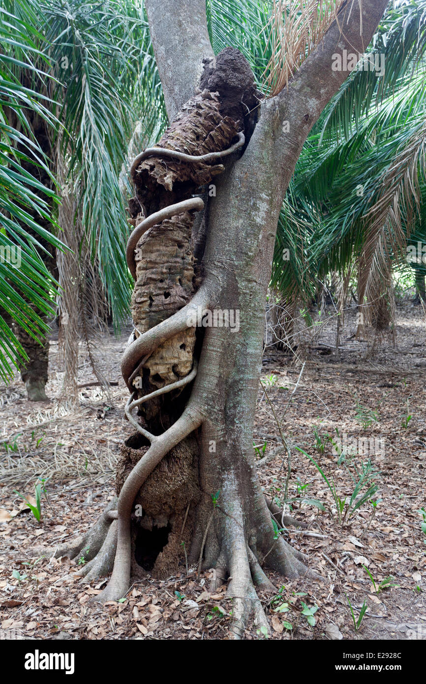 Fig palm hi-res stock photography and images - Alamy