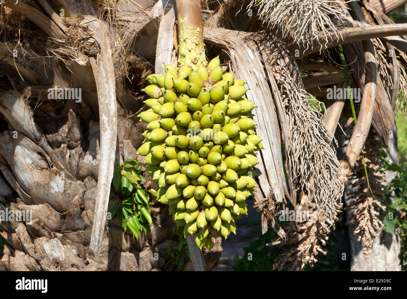 Brazil, Mato Grosso, Pantanal area, Fruit of a Palm Tree (Scheelea ...