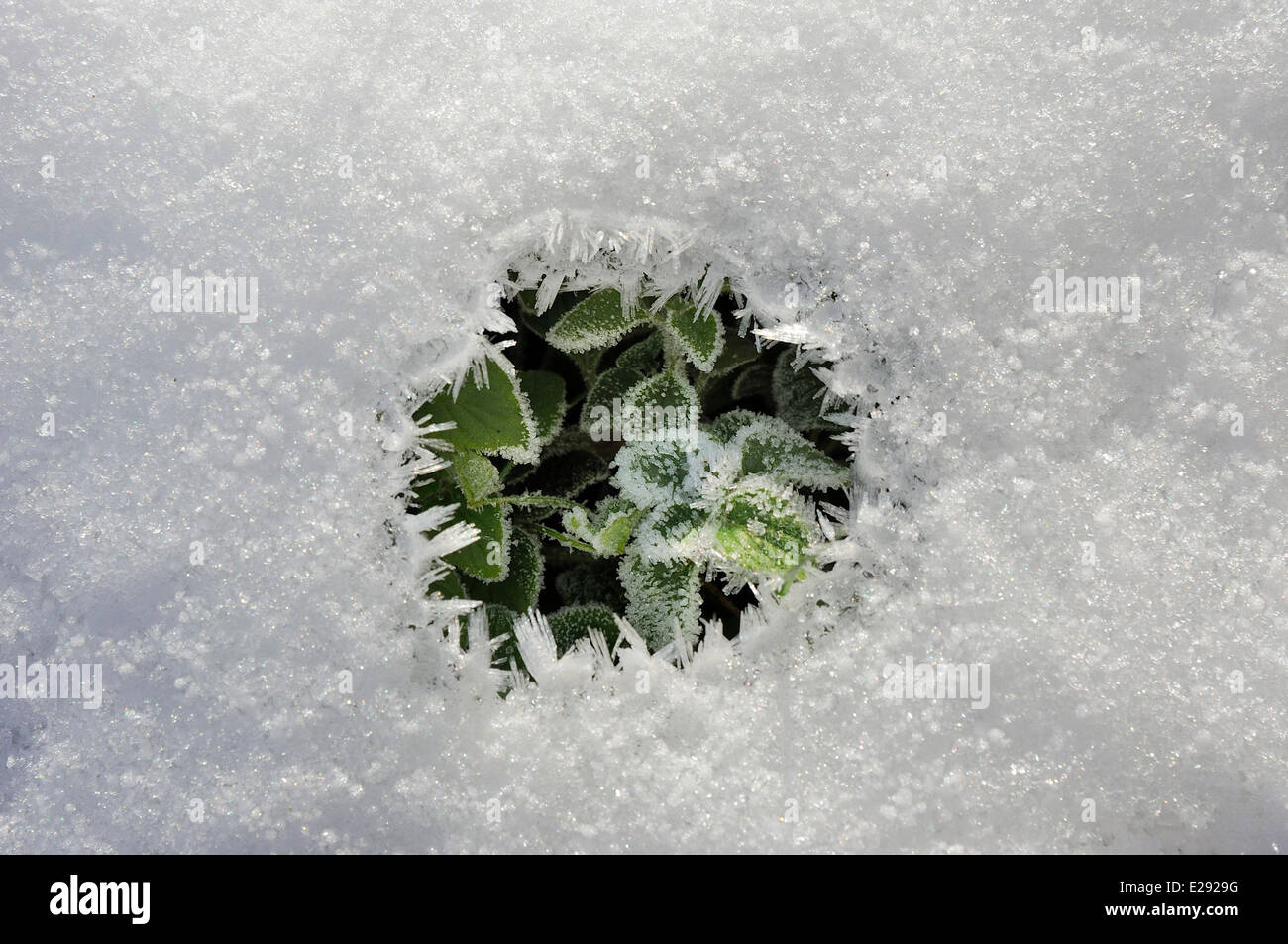 Frost design hi-res stock photography and images - Alamy