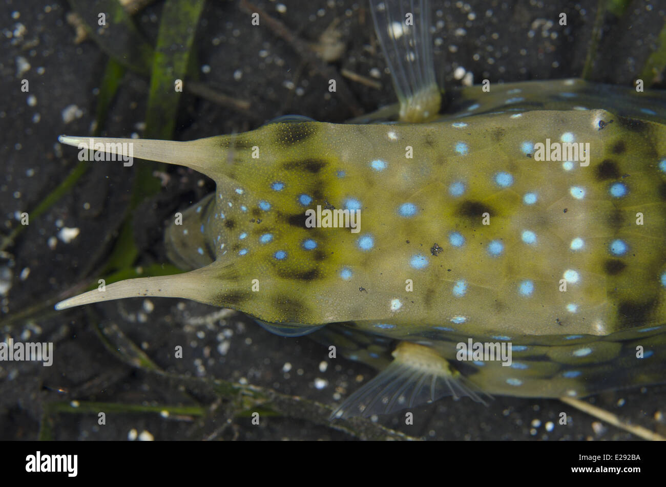 Longhorn cowfishes hi-res stock photography and images - Alamy