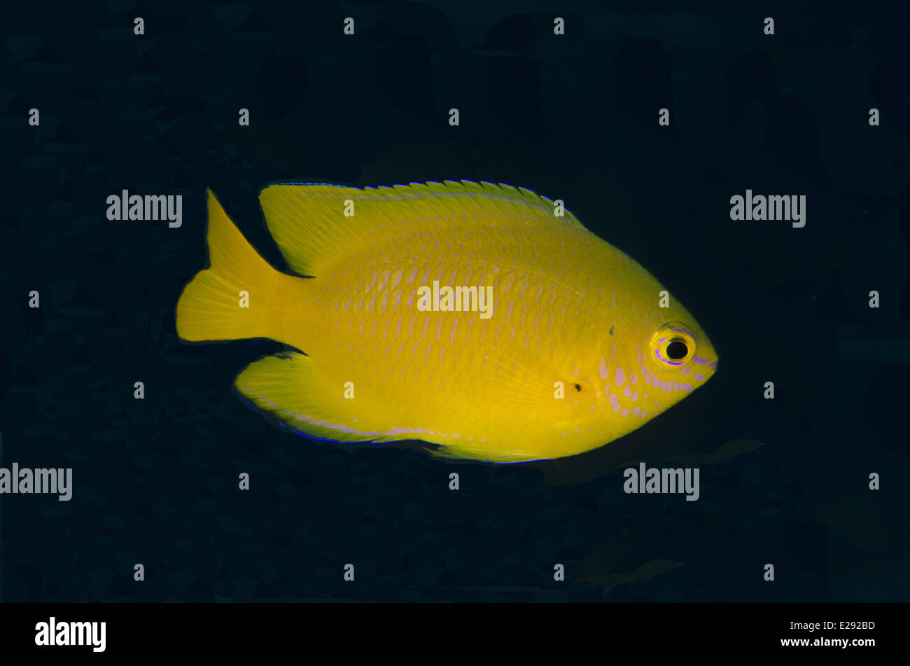 Lemon Damsel (Pomacentrus moluccensis) adult, swimming, Lembeh Straits ...