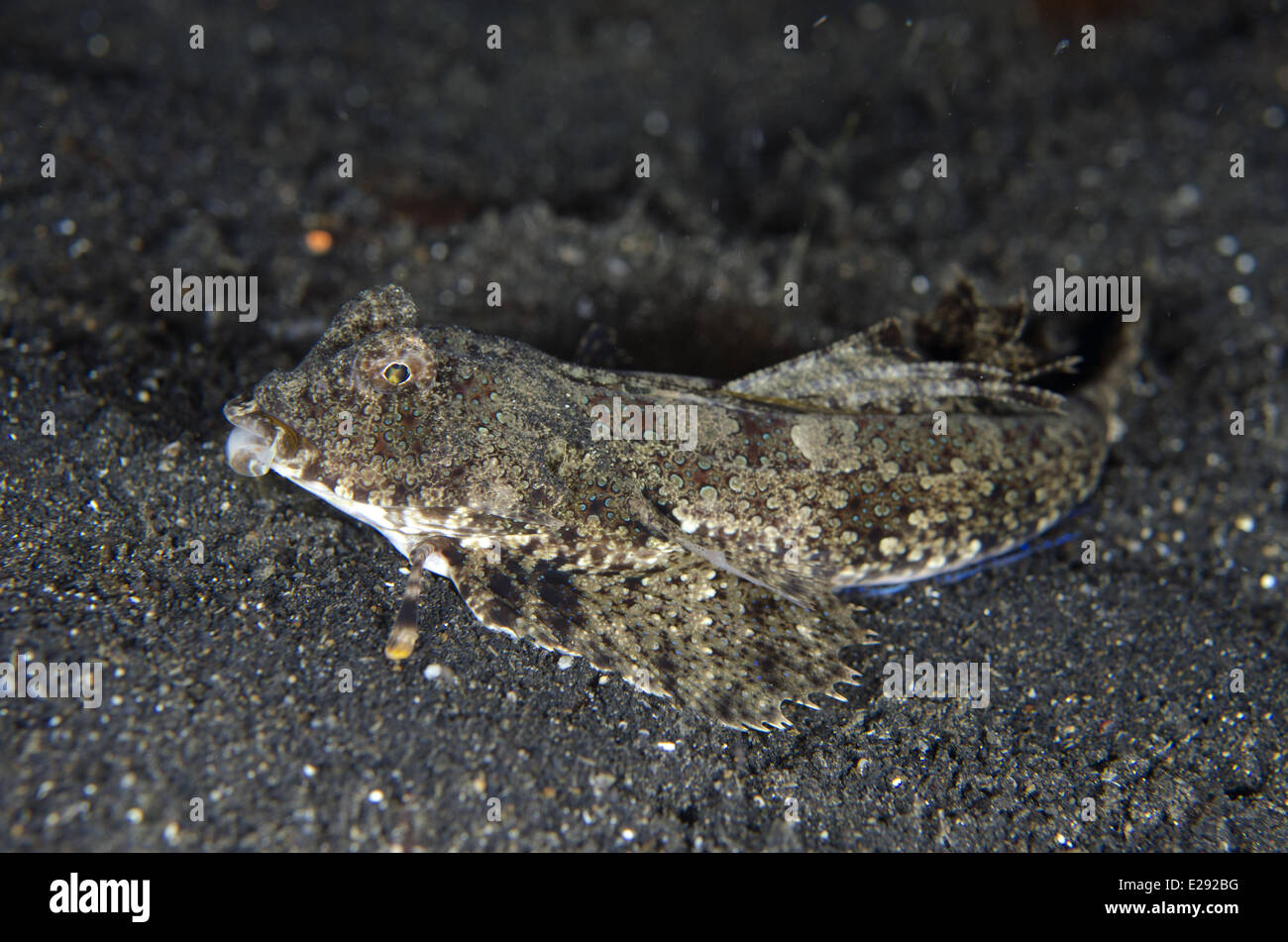 Fingered dragonet dactylopus dactylopus hi-res stock photography and ...