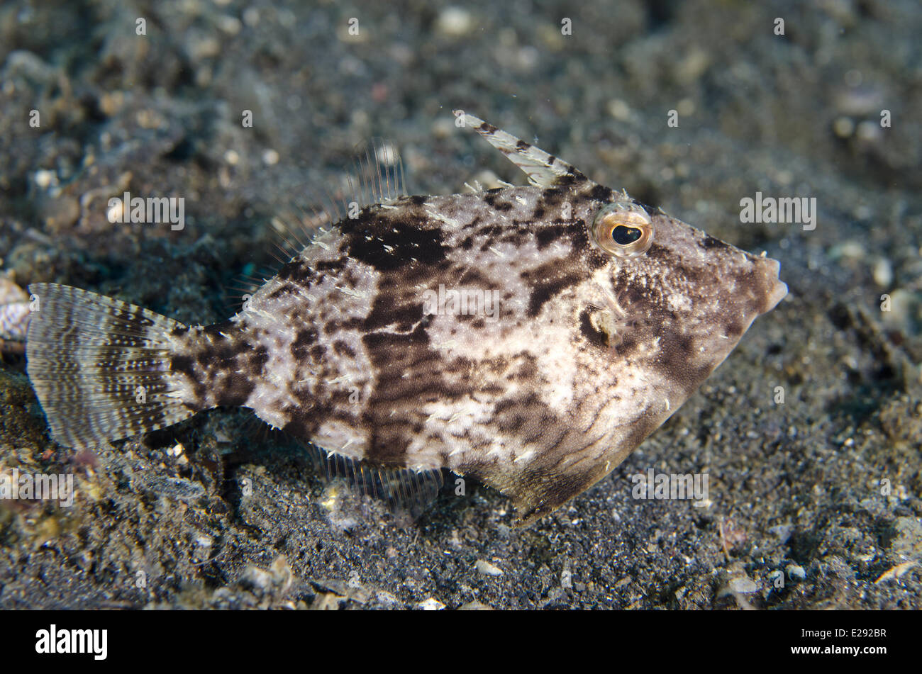Shortsnout Filefish (Paramonacanthus curtorhynchos) adult, swimming ...