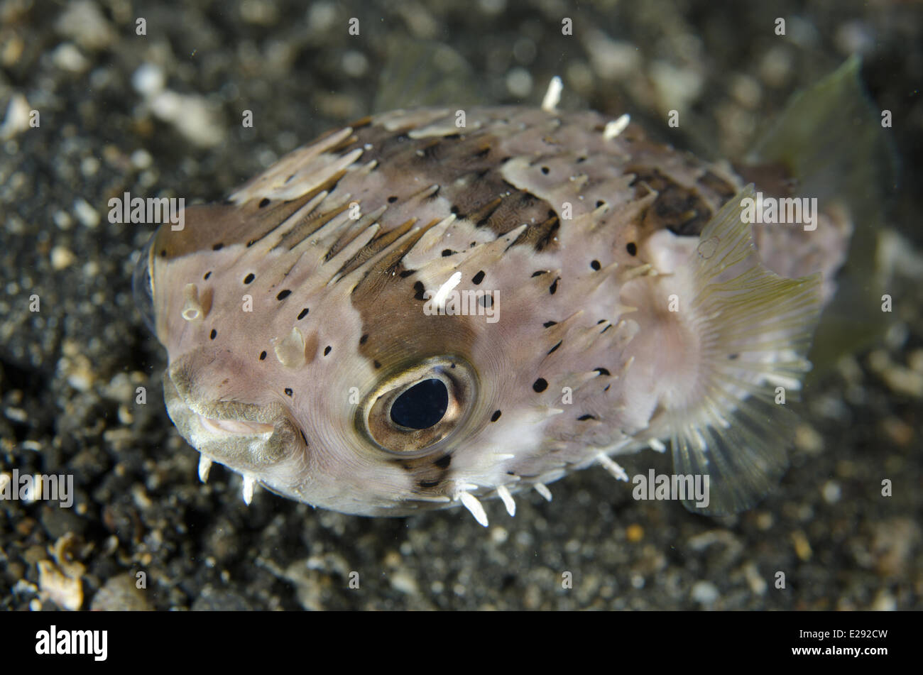 Long-spine Porcupinefish (Diodon holocanthus) adult, Lembeh Straits ...