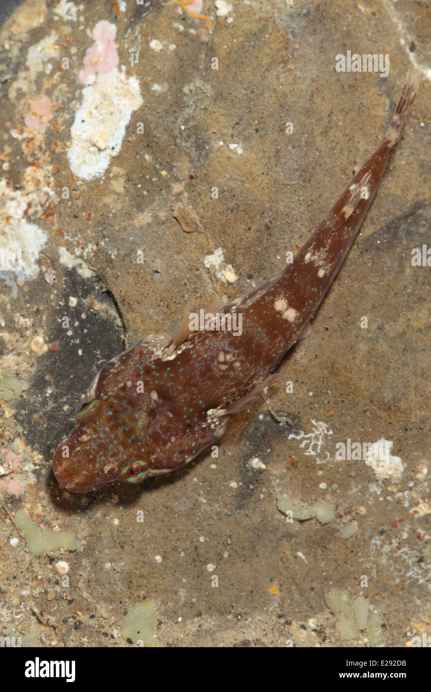 Clingfishes hi-res stock photography and images - Alamy