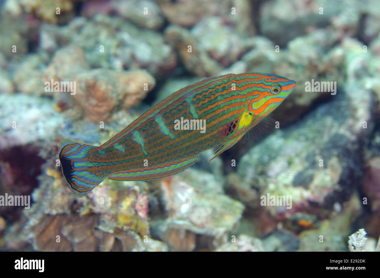 Pinstriped wrasse hi-res stock photography and images - Alamy