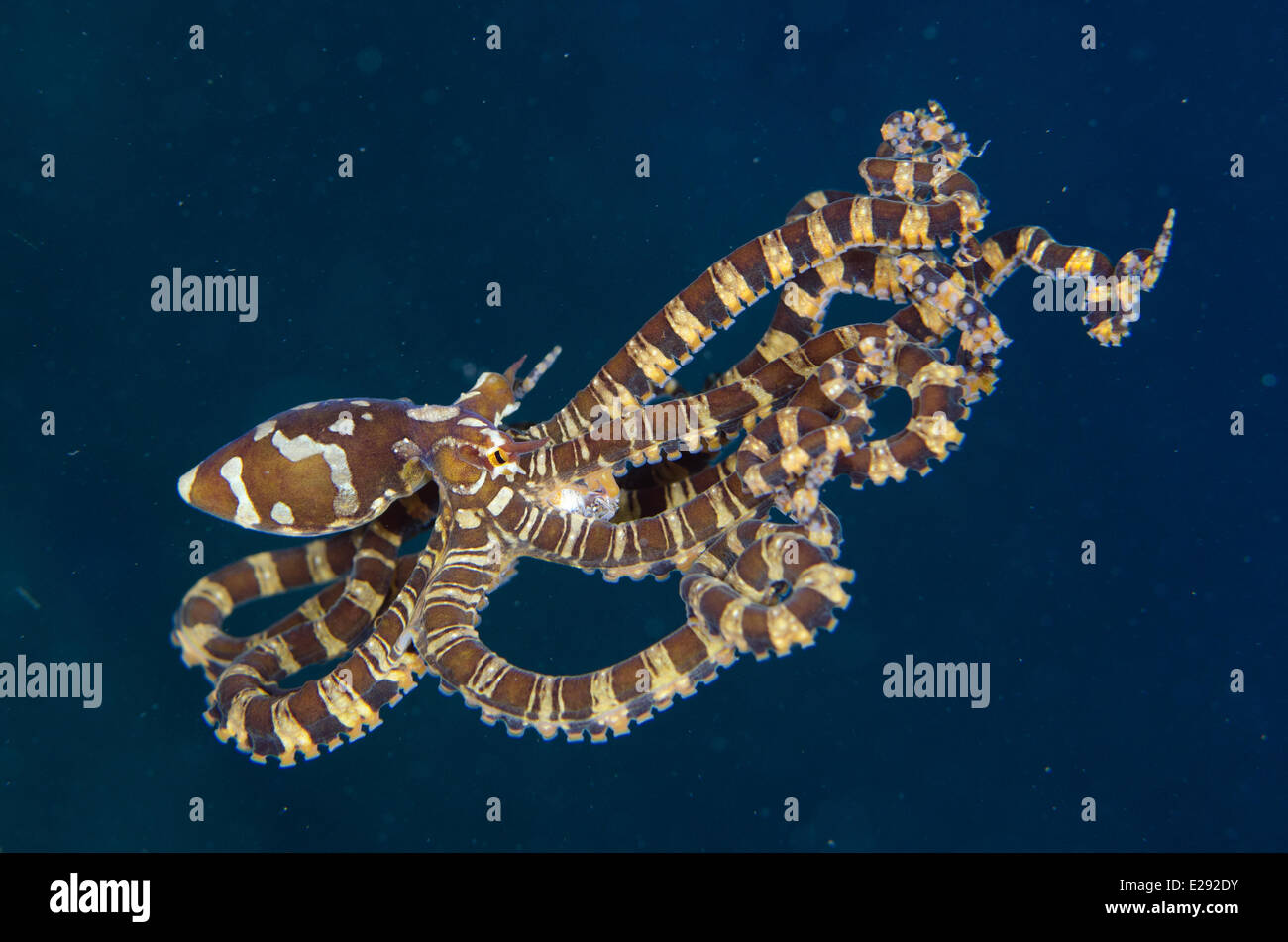 Wonderpus Octopus (Wunderpus photogenicus) adult, free-swimming, Lembeh ...