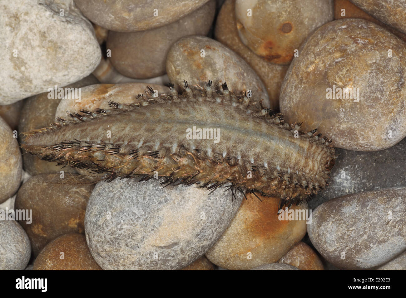 Aculeata hi-res stock photography and images - Alamy